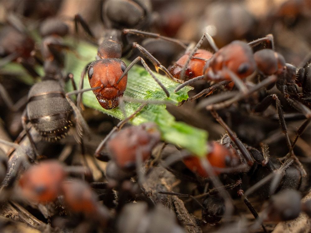 Mike Drew: Gulliver drops in on the colony | National Post