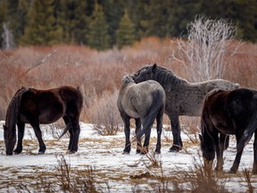 Mike Drew: Wild, wild horses | Calgary Sun