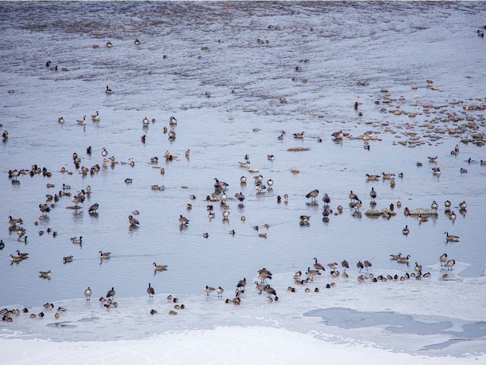 Mike Drew: A most wonderful time of the year | Calgary Sun