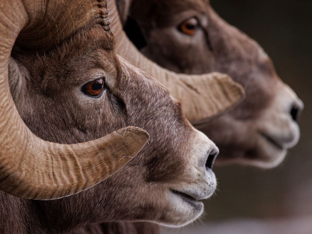 On The Road with Mike Drew: Time for a little ram jam | Calgary Sun