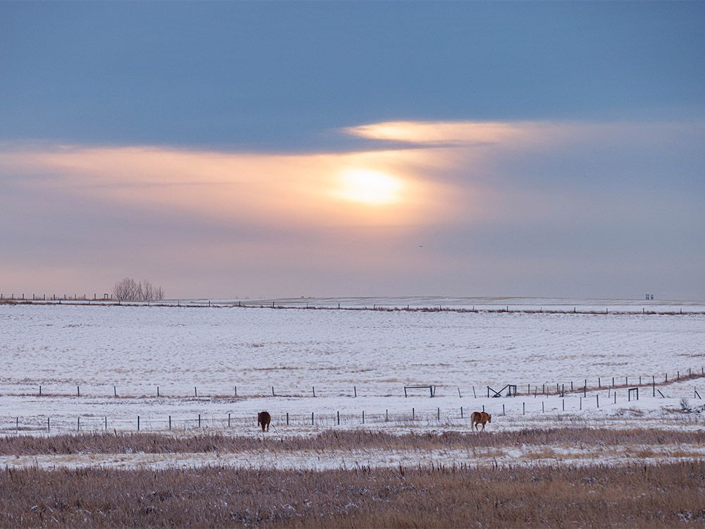 On The Road with Mike Drew: Birds of a feather flock together | Calgary Sun
