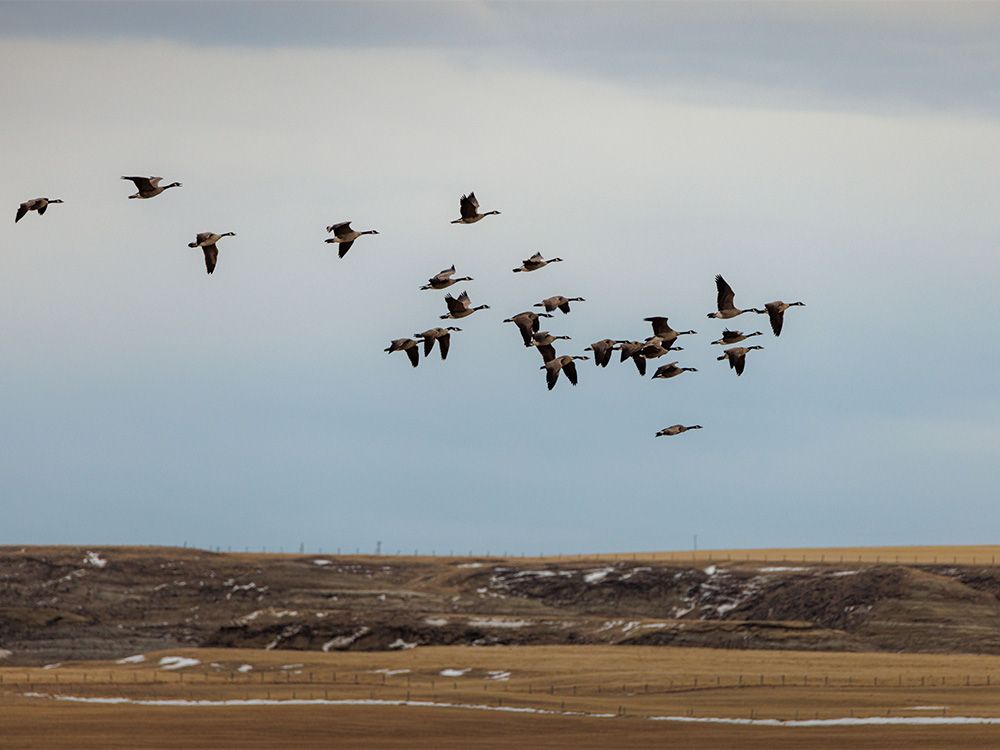 On The Road with Mike Drew: Gophers? Do you see any pics of gophers ...