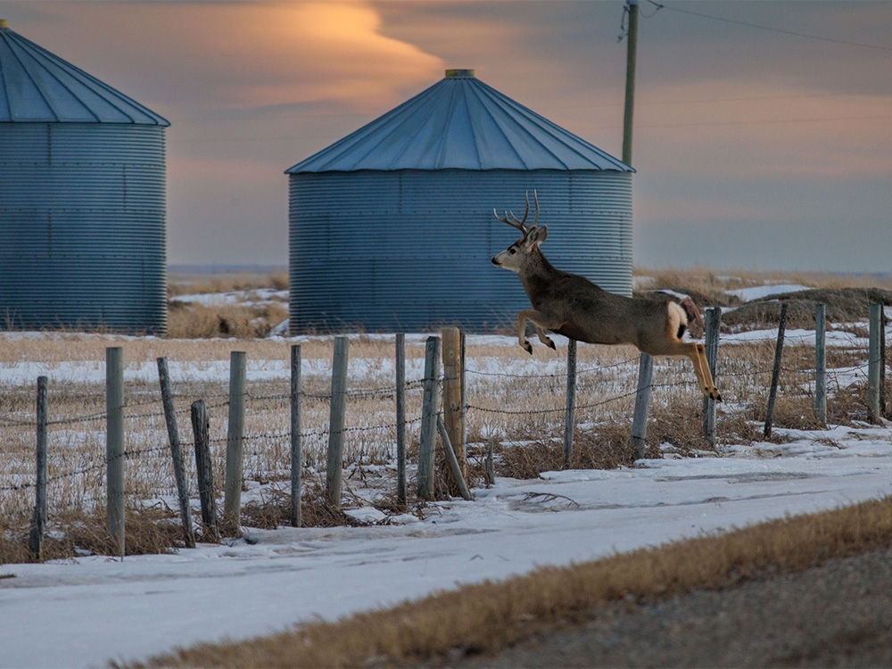 On The Road with Mike Drew: Gophers? Do you see any pics of gophers ...