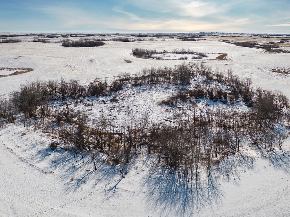 Mike Drew: On Alberta's back roads in dogged pursuit of snowy owls ...