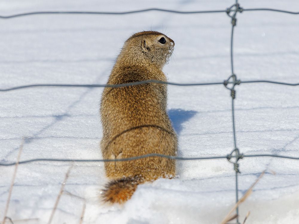 Mike Drew: In early days of spring, it's not easy wishing for green ...