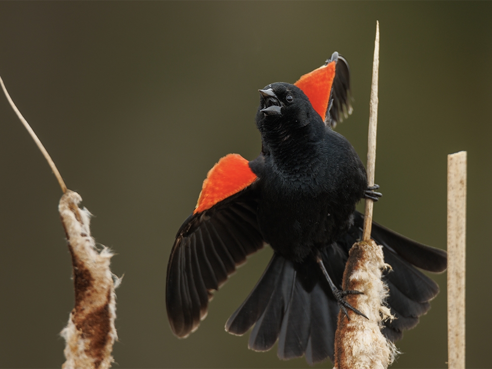 Mike Drew: Blackbirds singing in the rain | Calgary Sun
