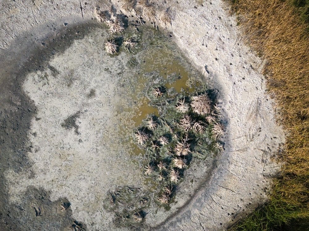 Mike Drew: Many southern Alberta fields already sheared like sheep ...