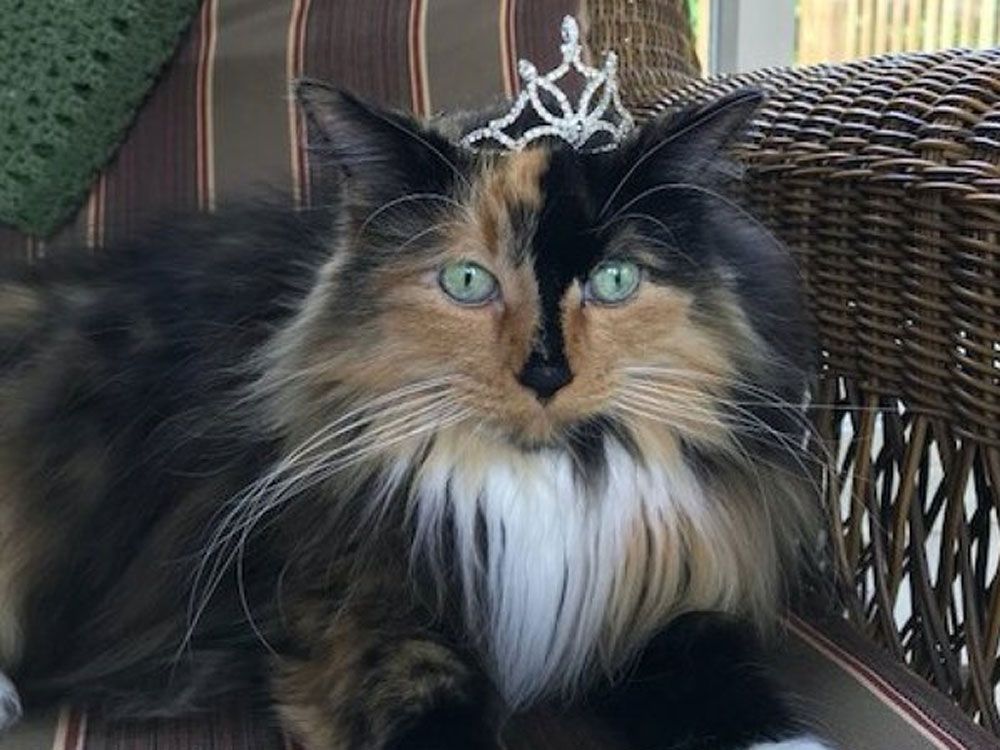 Michigan village 'elects' cat as mayor, beating out dog and chicken ...