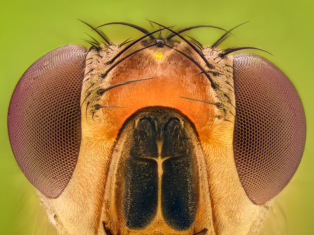 10 disturbing facts you never wanted to know about animals | Canoe.Com