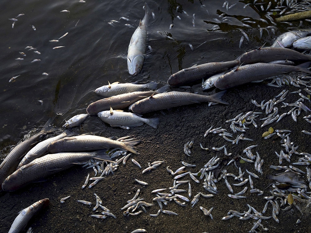Tons of dead fish wash up in Rio de Janeiro lagoon after extreme heat ...