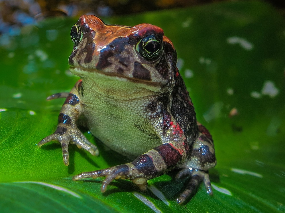 Toad hitches ride from South Africa to Baltimore in sneaker | Canoe.Com