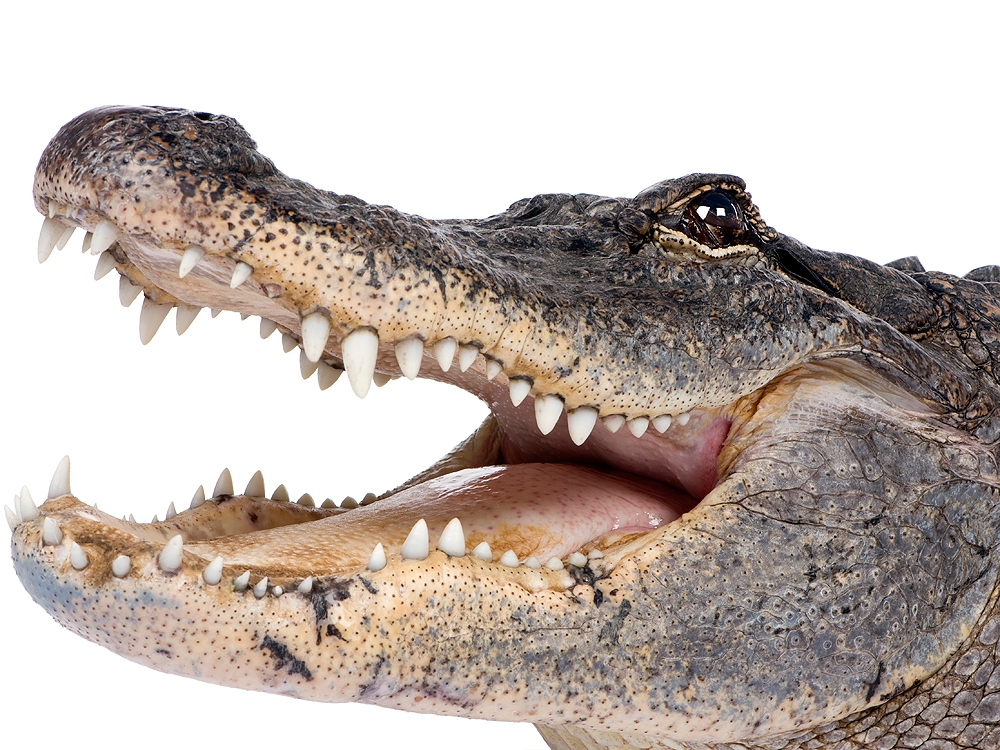 Alligator blocks runway at U.S. Air Force base in Florida | Canoe.Com