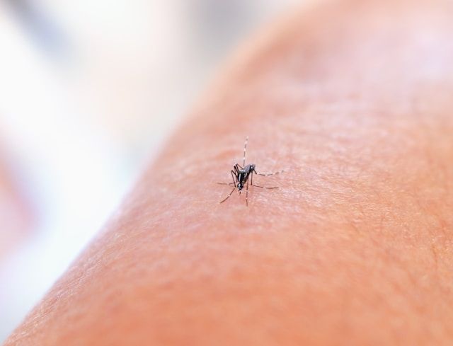Bug bite-free summer: Your complete guide to preventing bites | Canoe