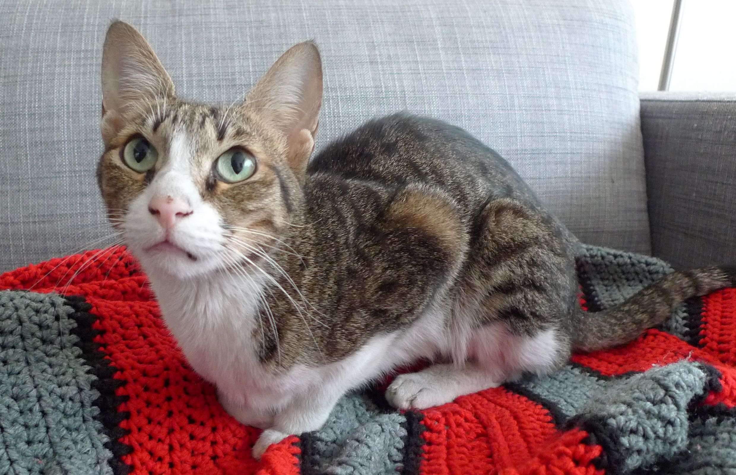 Cold temperatures and warm engines spell danger for outdoor cats | Driving