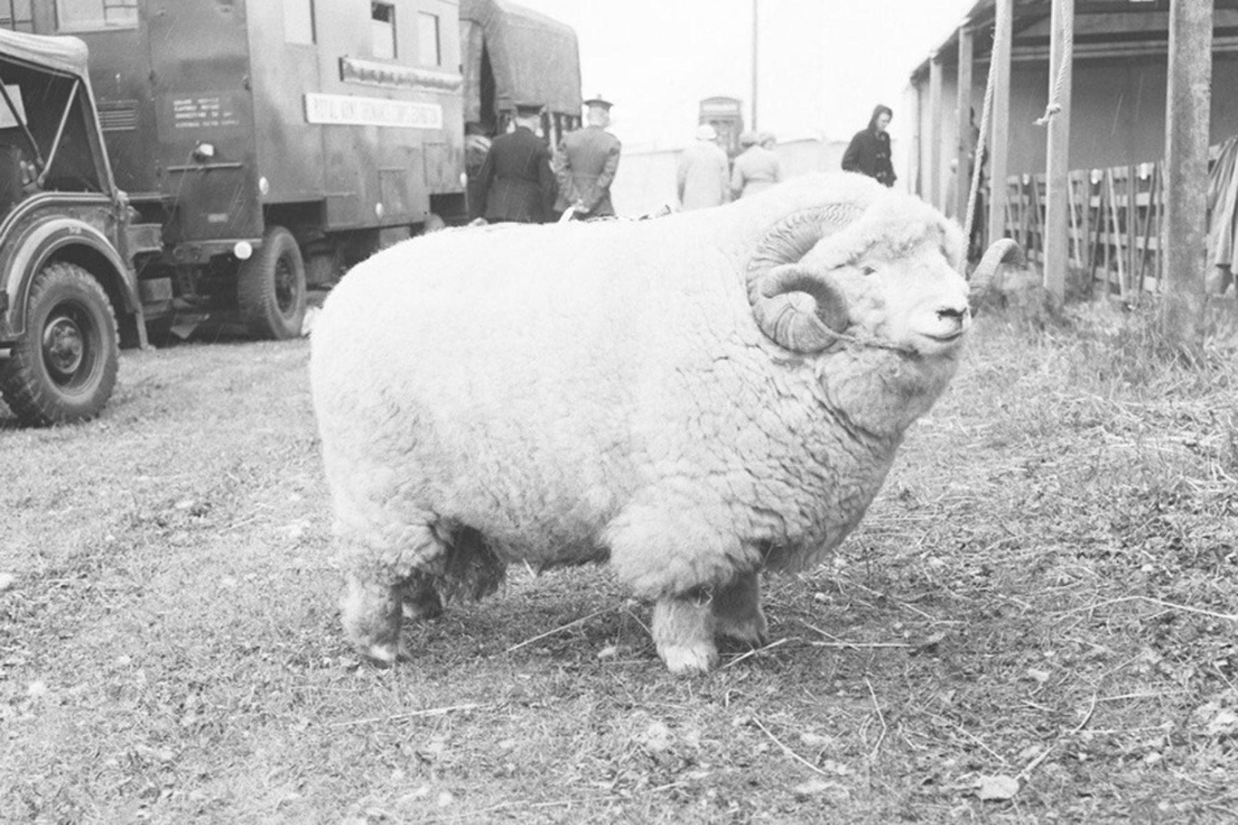 He joked about sheep with Elon Musk on Twitter—now he has a job at ...