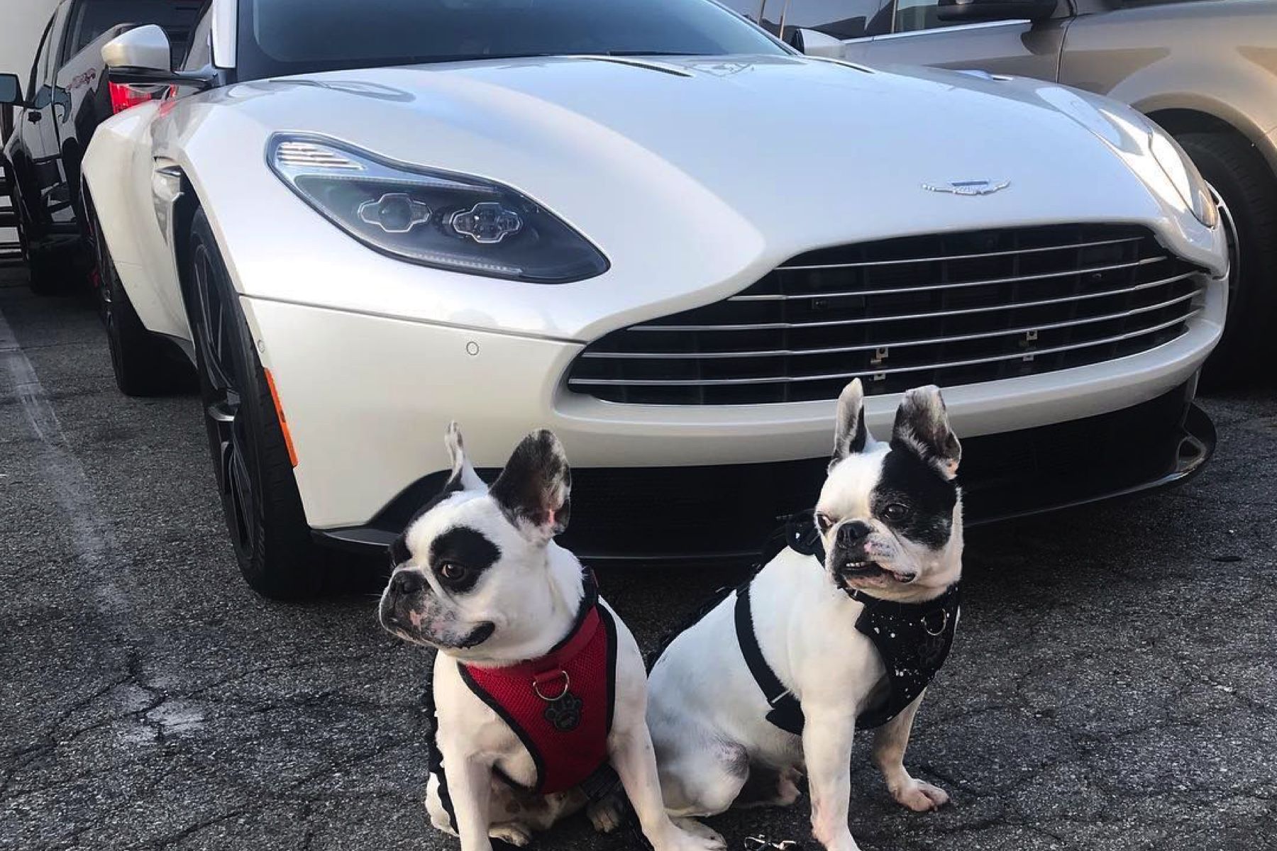 This Hollywood dog-walker photographs his 'clients' with the nicest ...