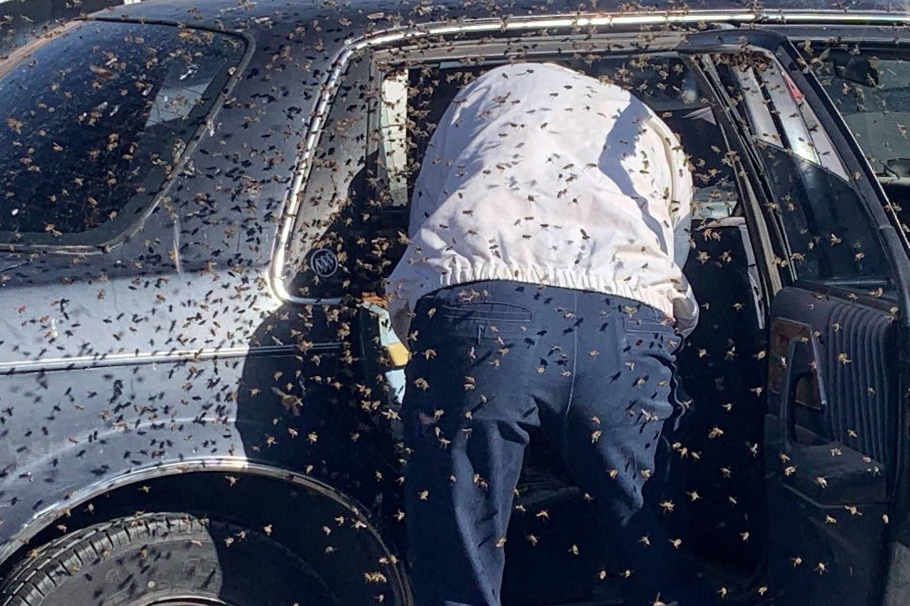 Swarm Wishes: 15,000 bees make home in a Buick Century | Driving