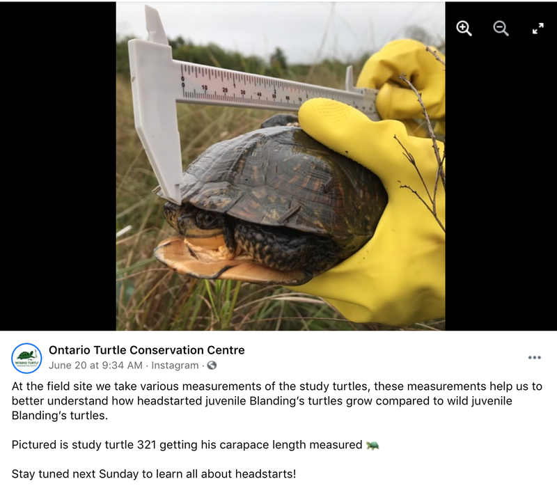 Heroes in a Half-Shell: How drivers can (properly) help turtles | Driving