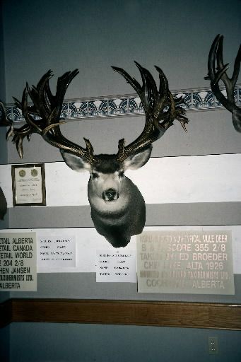 The Curse of the Broder Buck | Edmonton Journal