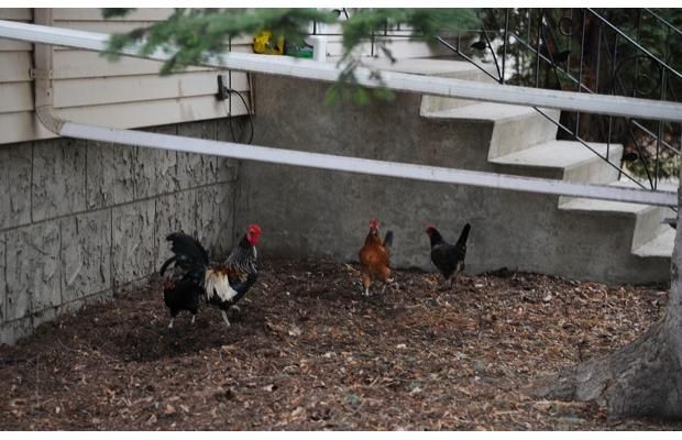 City hall approves chicken pilot project | Edmonton Journal