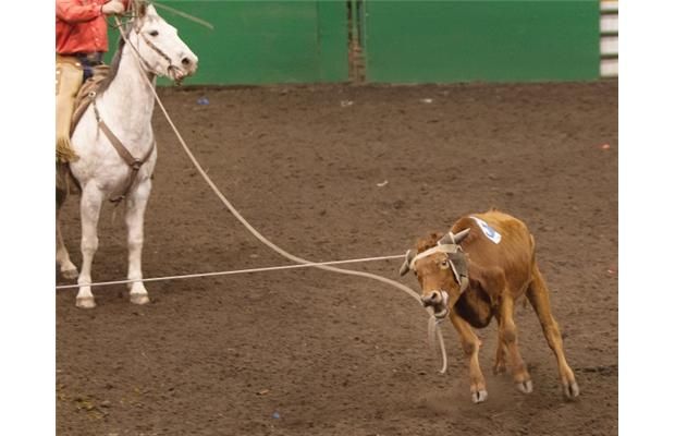 Photos: Fierce competition in 10th Annual Heritage Ranch Rodeo ...