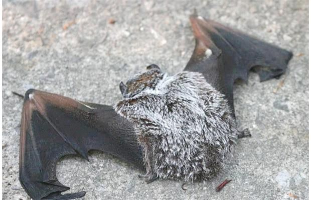 Bat deaths at wind farms need more study, expert says | Edmonton Journal