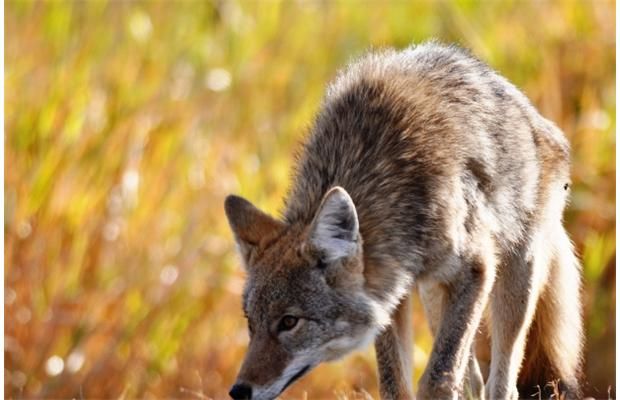Aug. 25, 1953: Wild animals slain by thousands in the North | Edmonton ...