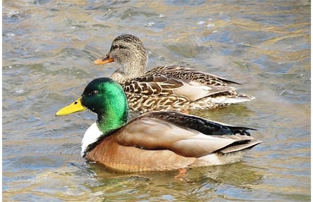 Jan. 14, 1970: Man ducks wildlife charge as quacks appear in case ...