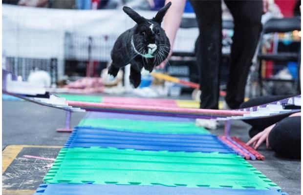 Video: Rabbit agility | Edmonton Journal