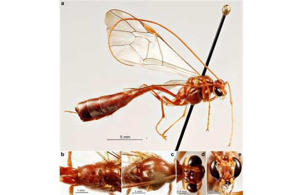 U of A researcher identifies six new ‘gorgeous’ species of parasitic ...