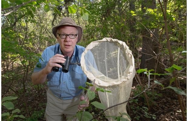 Crowdsourcing project seeks Albertans’ help to find rare butterflies ...