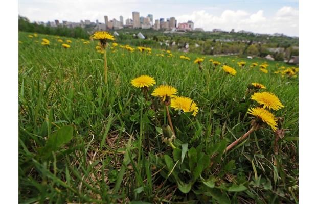 Growing things: Picking and pulling still best solution for dandelions ...