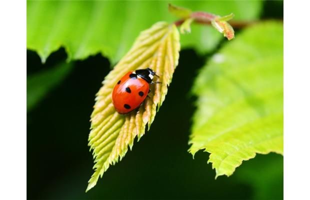 Dig In: Build up your ladybug army to fend off aphids | Edmonton Journal