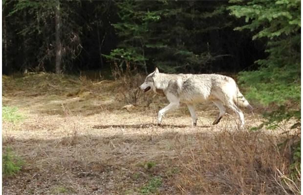 Opinion: Persecution of wolves must end | Edmonton Journal