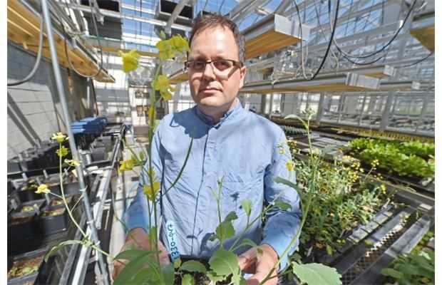 Alberta’s multibillion-dollar canola industry faces growing threat ...