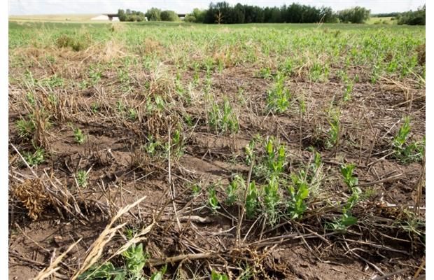 Another Alberta county to declare an agricultural disaster as drought ...