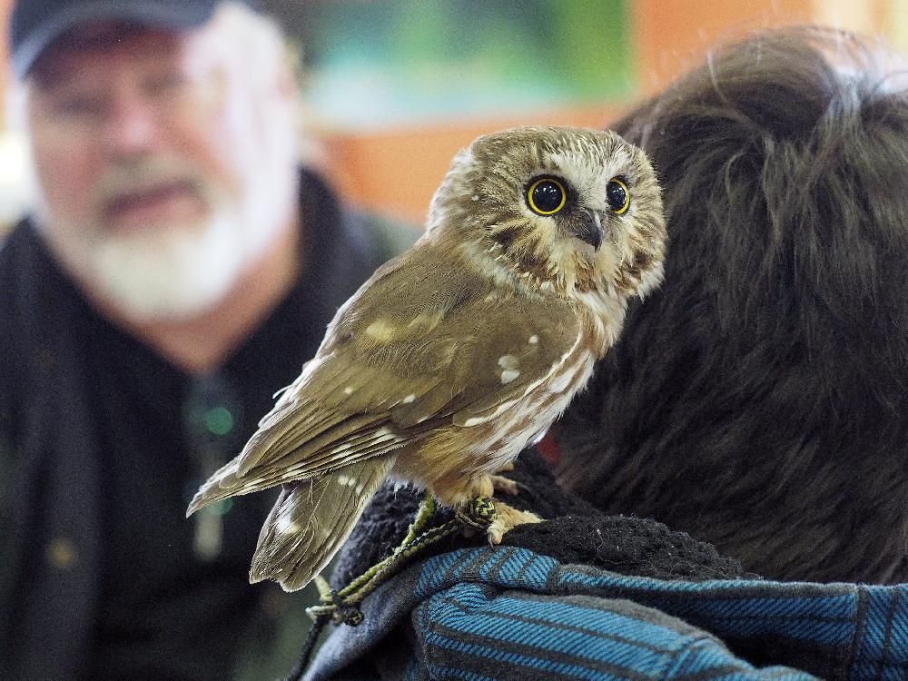 Magpies? Blue Jays? Which bird should be Edmonton's bird? | Edmonton ...