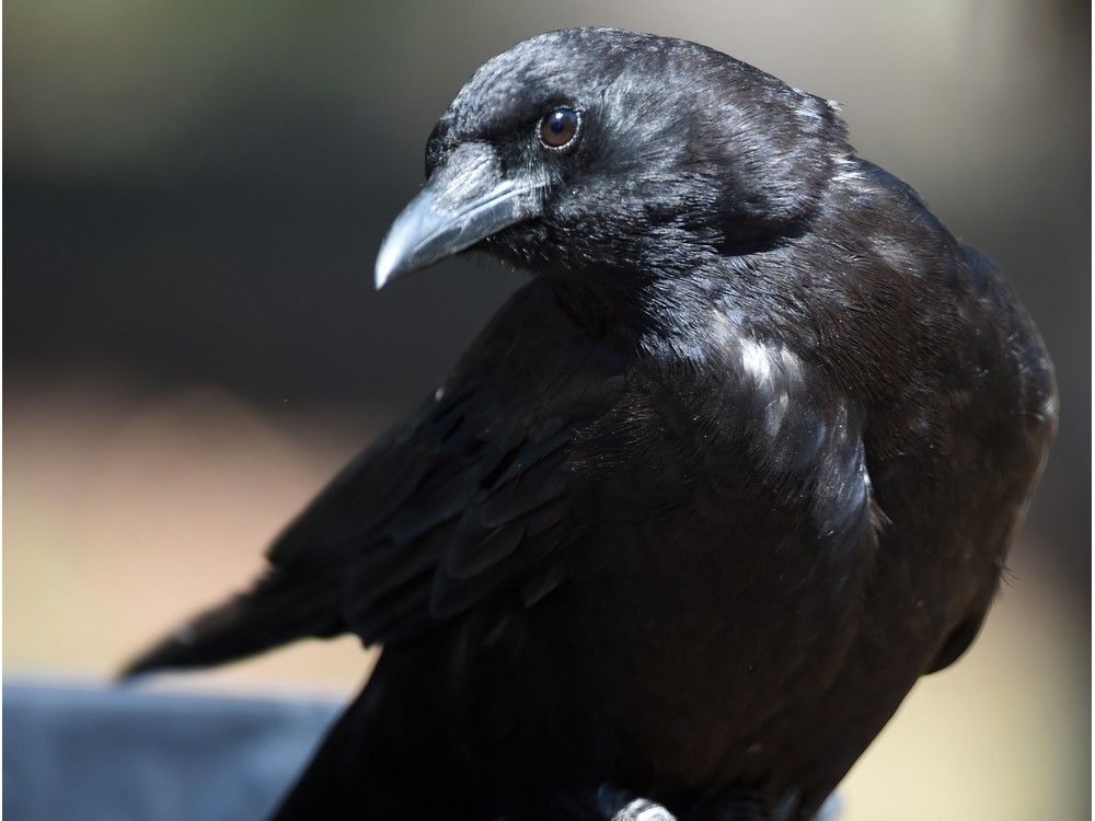 Ravens conspire to make Edmonton home in numbers that puzzle experts ...