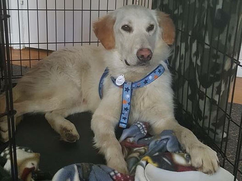 More than two dozen dogs found in deplorable condition in shed north of ...