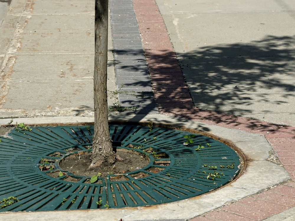 New soil cell technology aims to grow big trees in Edmonton's tight ...