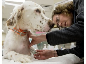 Pet health: Veterinary work increasingly resembles human health care ...