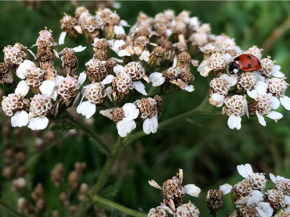 Naturalized lawn or weeds gone wild? City looks at landscaping debate ...