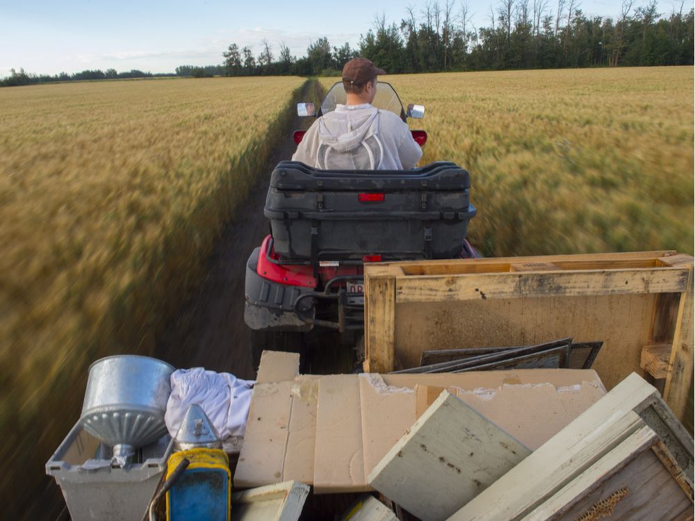 Why are the bees dying? Alberta scientists are in the race to find out ...