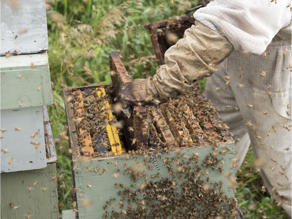 Why are the bees dying? Alberta scientists are in the race to find out ...