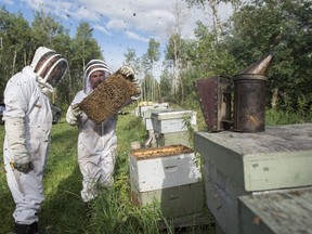 Why are the bees dying? Alberta scientists are in the race to find out ...