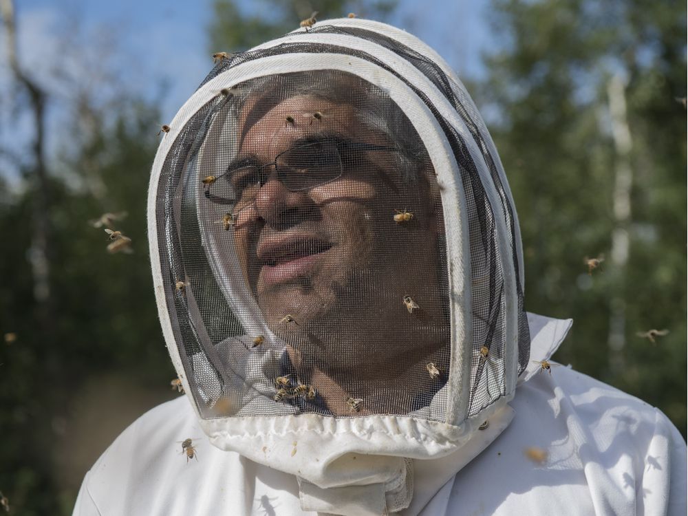 Why are the bees dying? Alberta scientists are in the race to find out ...