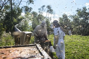 Why are the bees dying? Alberta scientists are in the race to find out ...