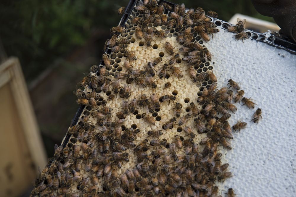 Why are the bees dying? Alberta scientists are in the race to find out ...