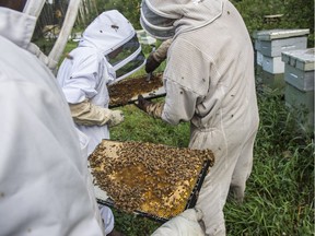 Why are the bees dying? Alberta scientists are in the race to find out ...