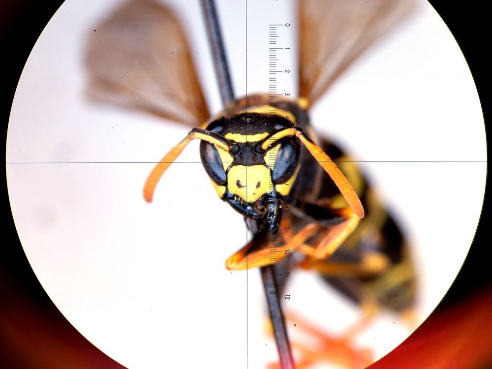 New species of stinging wasp discovered in Edmonton Monday | Edmonton ...